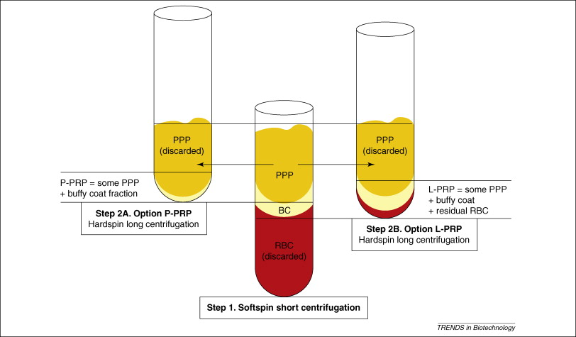 Advantages and Mechanism of Action of PRP - Manson PRP